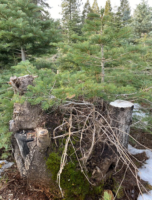 The Infinite Christmas Tree: How to Cut Your Tree So it Will Grow Again ...