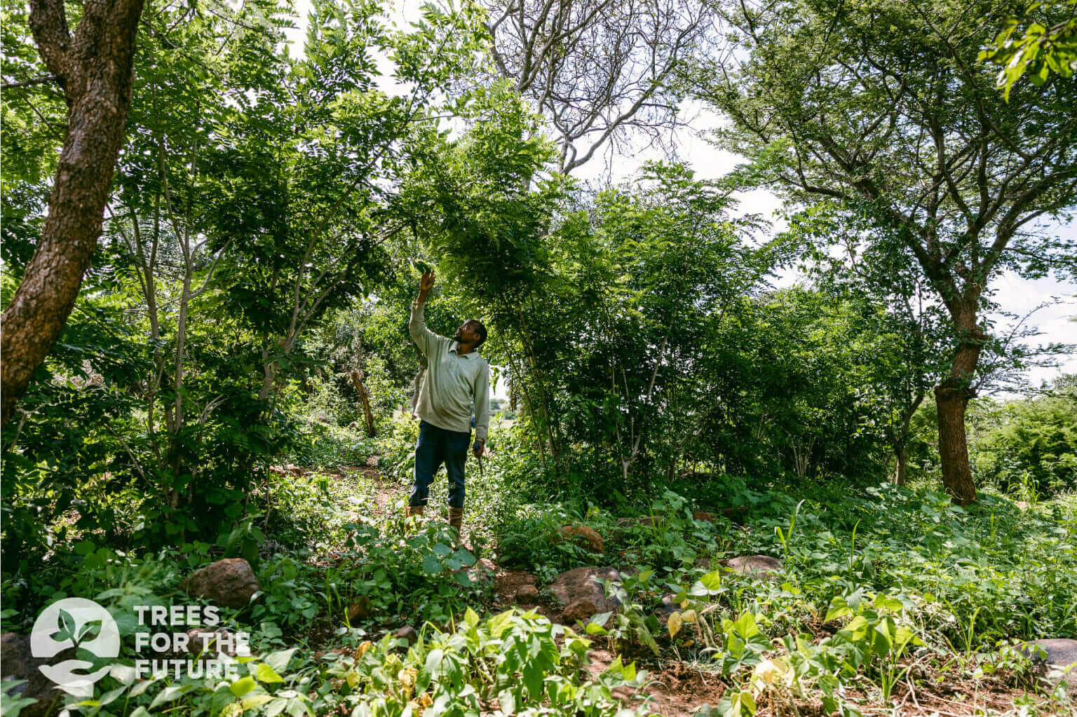 Is Agroforestry the Key to Hardier Row Crops? - Modern Farmer