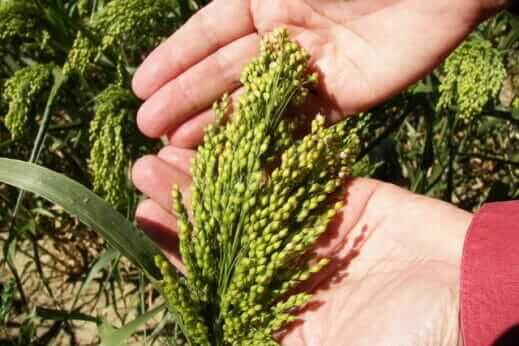 Millet is Having a Moment. Is the Ancient Grain Ready for a Resurgence ...