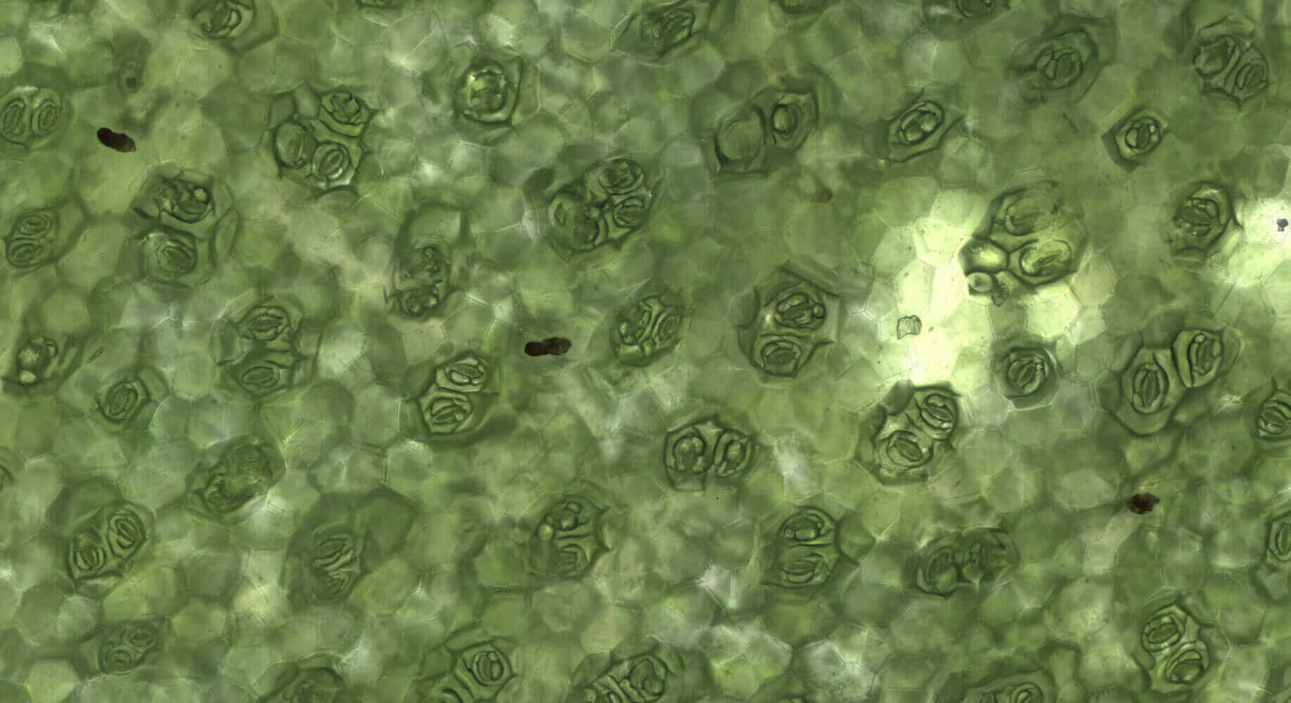 Plants Have Mouths–And They Could Help Agriculture Adapt to Climate ...