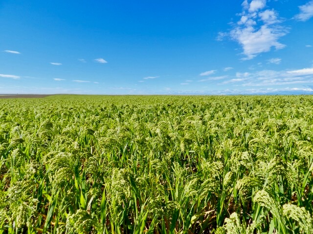 Millet is Having a Moment. Is the Ancient Grain Ready for a Resurgence ...