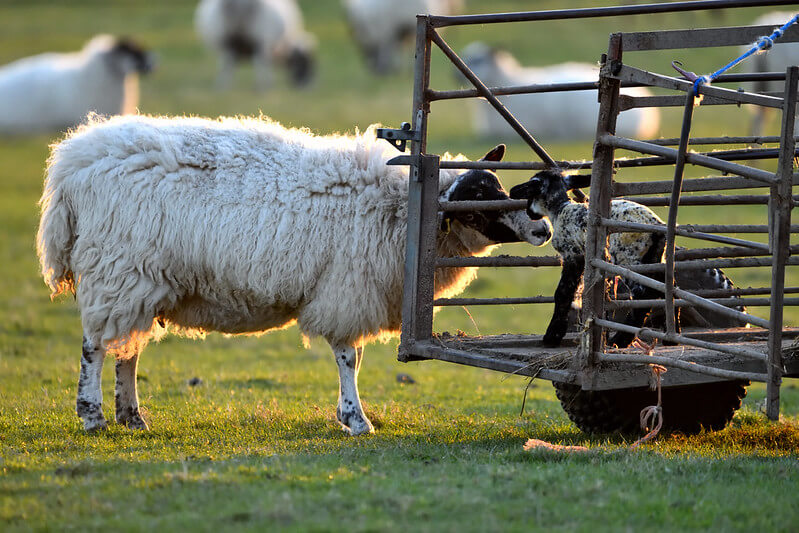The Lambing Field - Modern Farmer