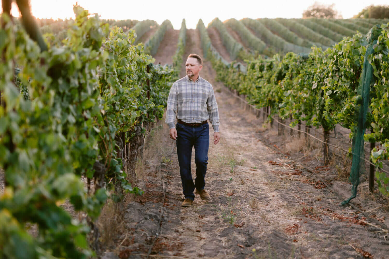 To Cultivate Modern Sustainability, A California Wine Region is Turning ...