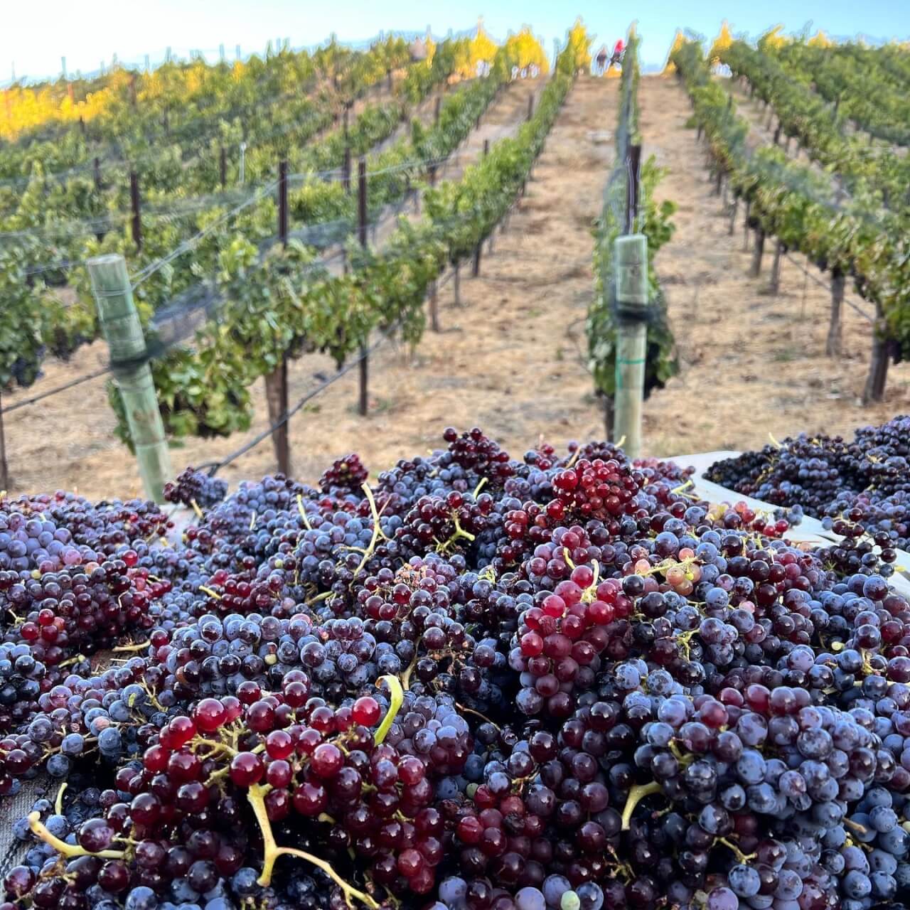 To Cultivate Modern Sustainability, A California Wine Region is Turning ...