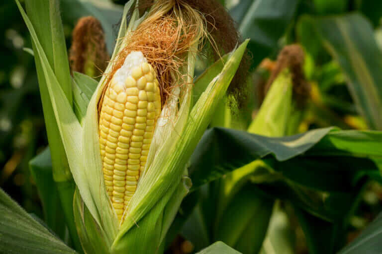 United States, Mexico at Odds Over Mexico’s Ban of Genetically Modified ...