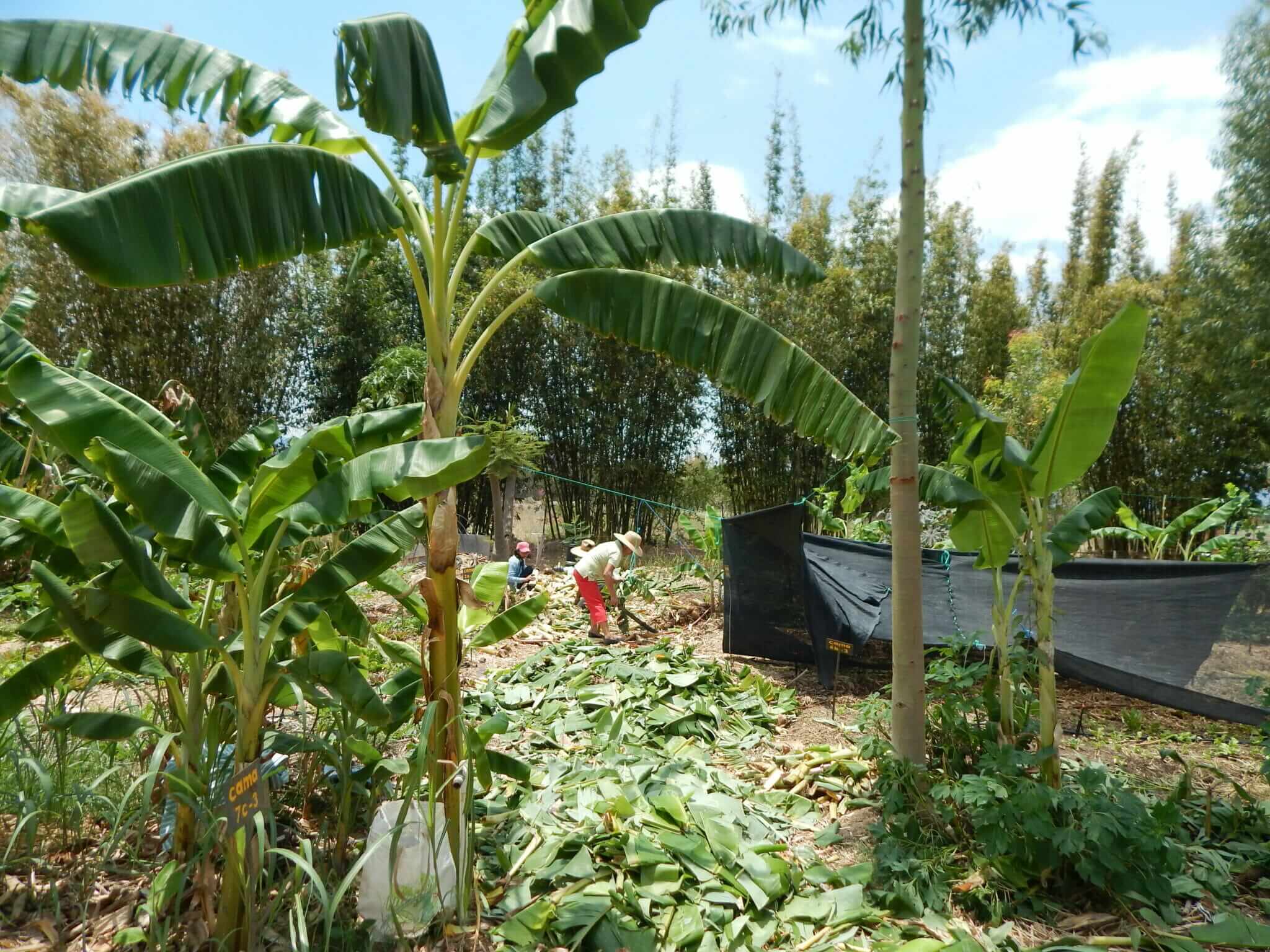 Syntropic Agriculture Boosts Soil Vitality Using the Wisdom of the ...