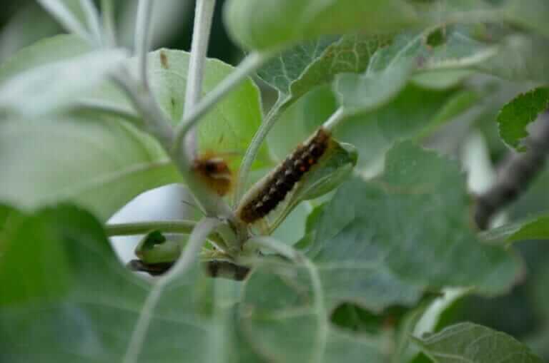 Brown Tail Moth Outbreak Makes Life Itchy for Maine Farmers - Modern Farmer