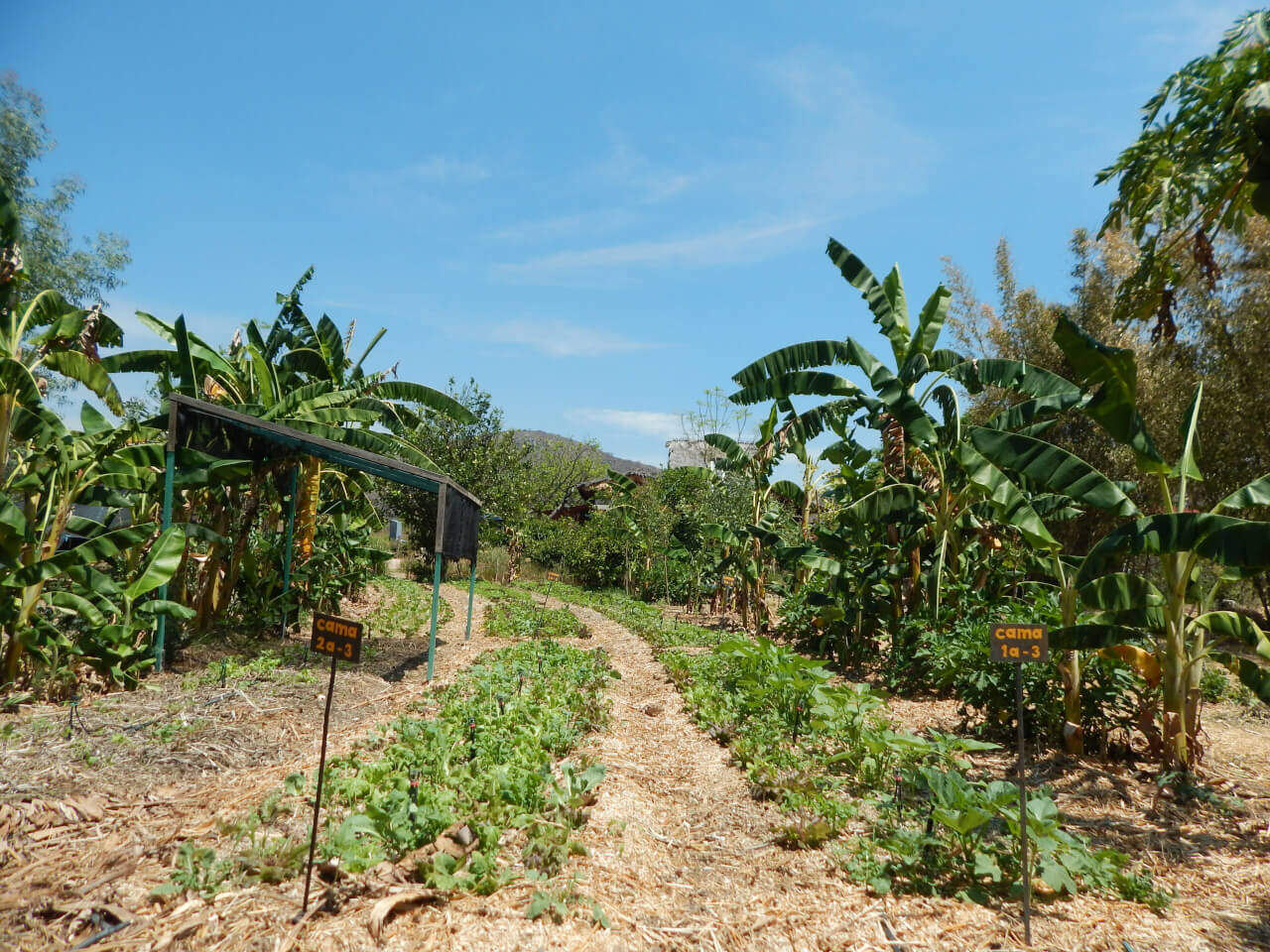 Syntropic Agriculture Boosts Soil Vitality Using the Wisdom of the ...