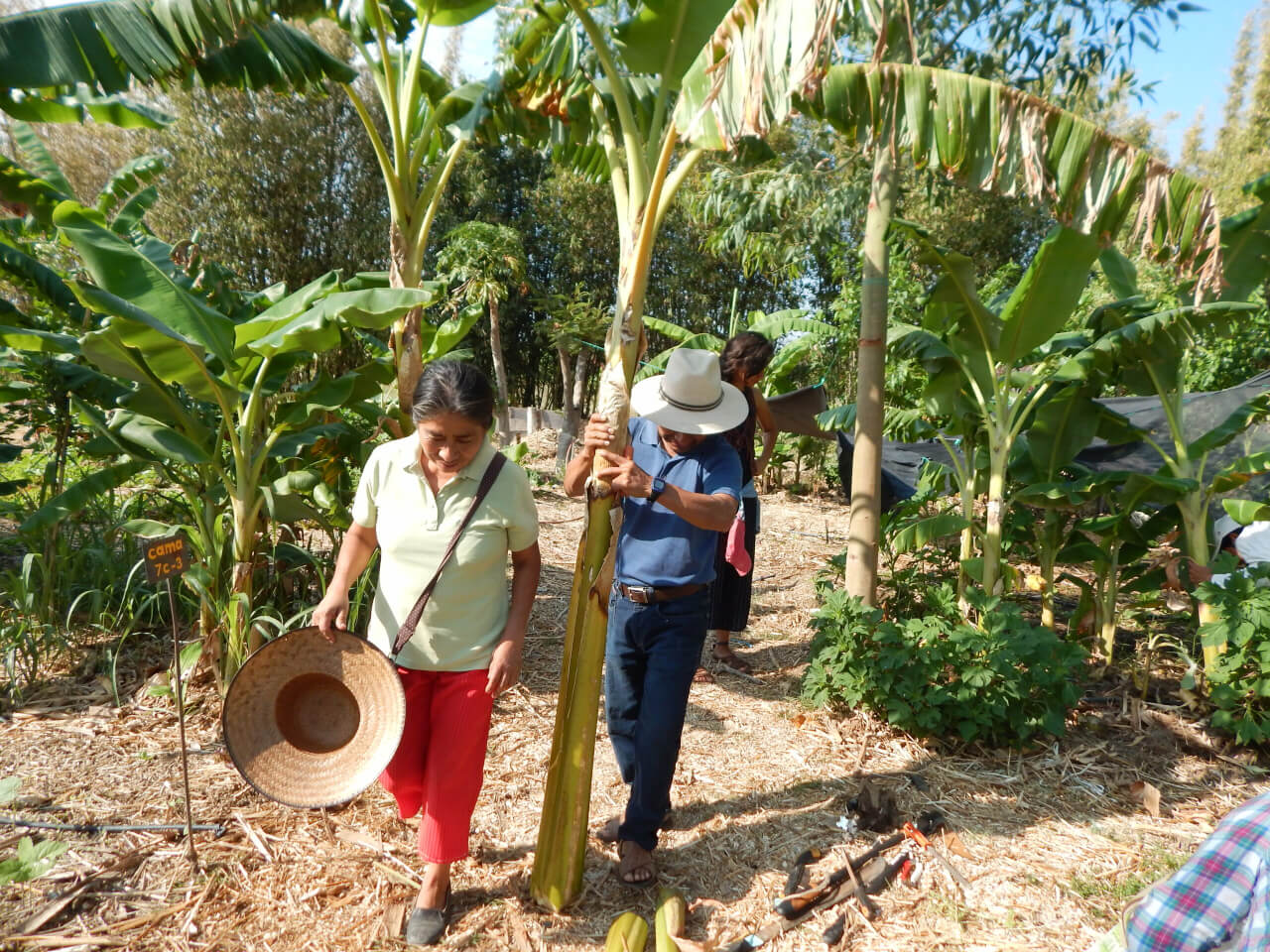 Syntropic Agriculture Boosts Soil Vitality Using the Wisdom of the ...