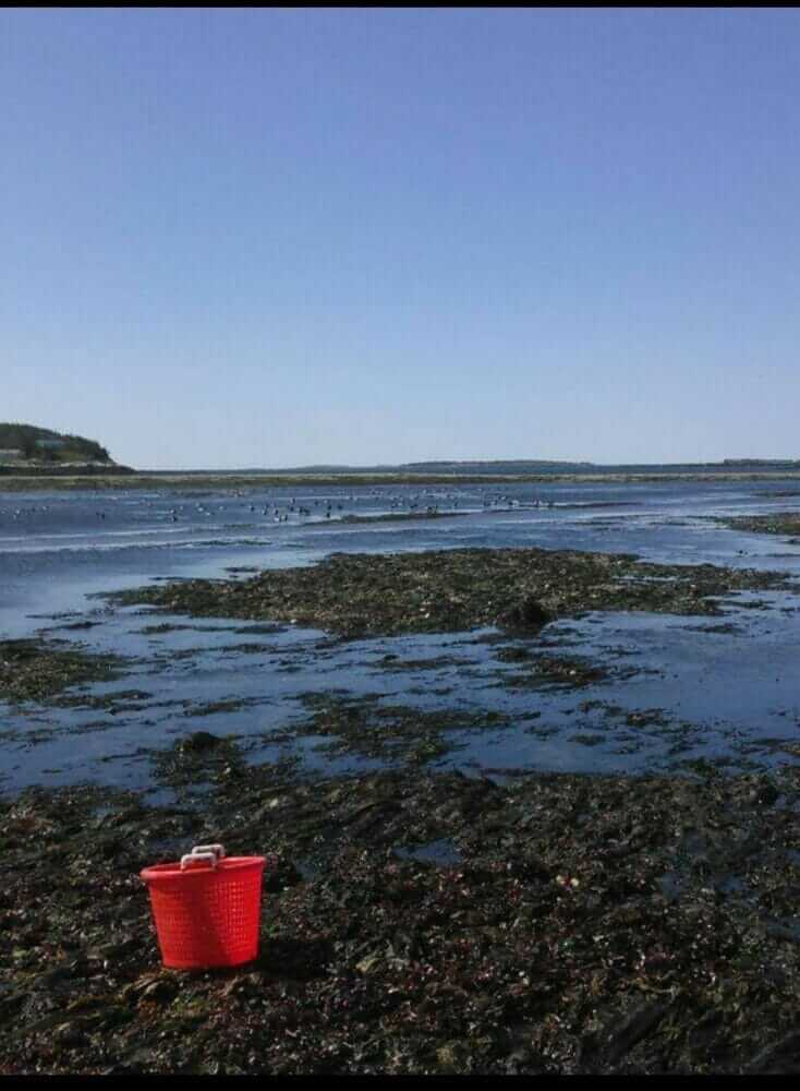 The Ebbing Tide of Dulse - Modern Farmer