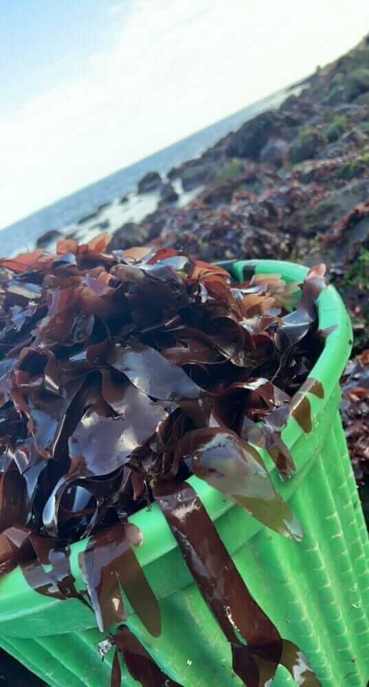 The Ebbing Tide of Dulse - Modern Farmer