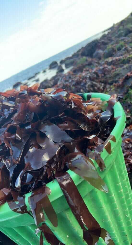 The Ebbing Tide of Dulse - Modern Farmer