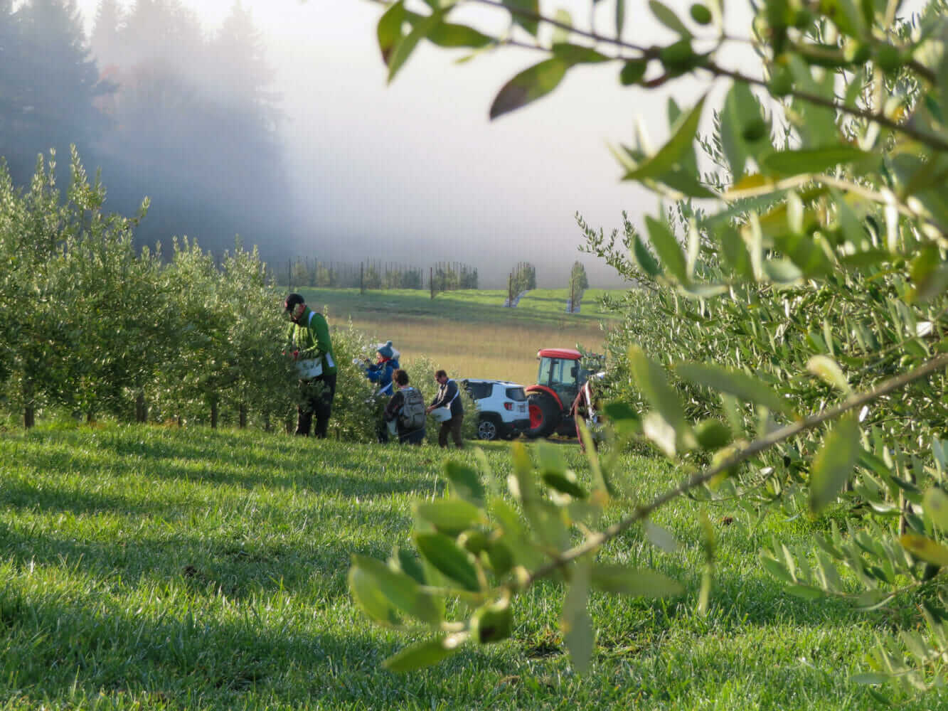 The Hot and Cold of Growing Olives in Canada - Modern Farmer