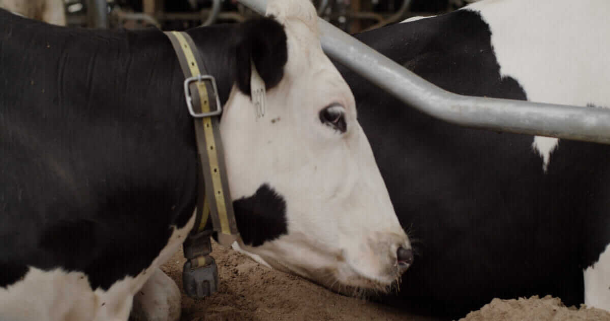 Cows Have a Methane Problem. Dairy Farmers are Hoping New Innovations ...