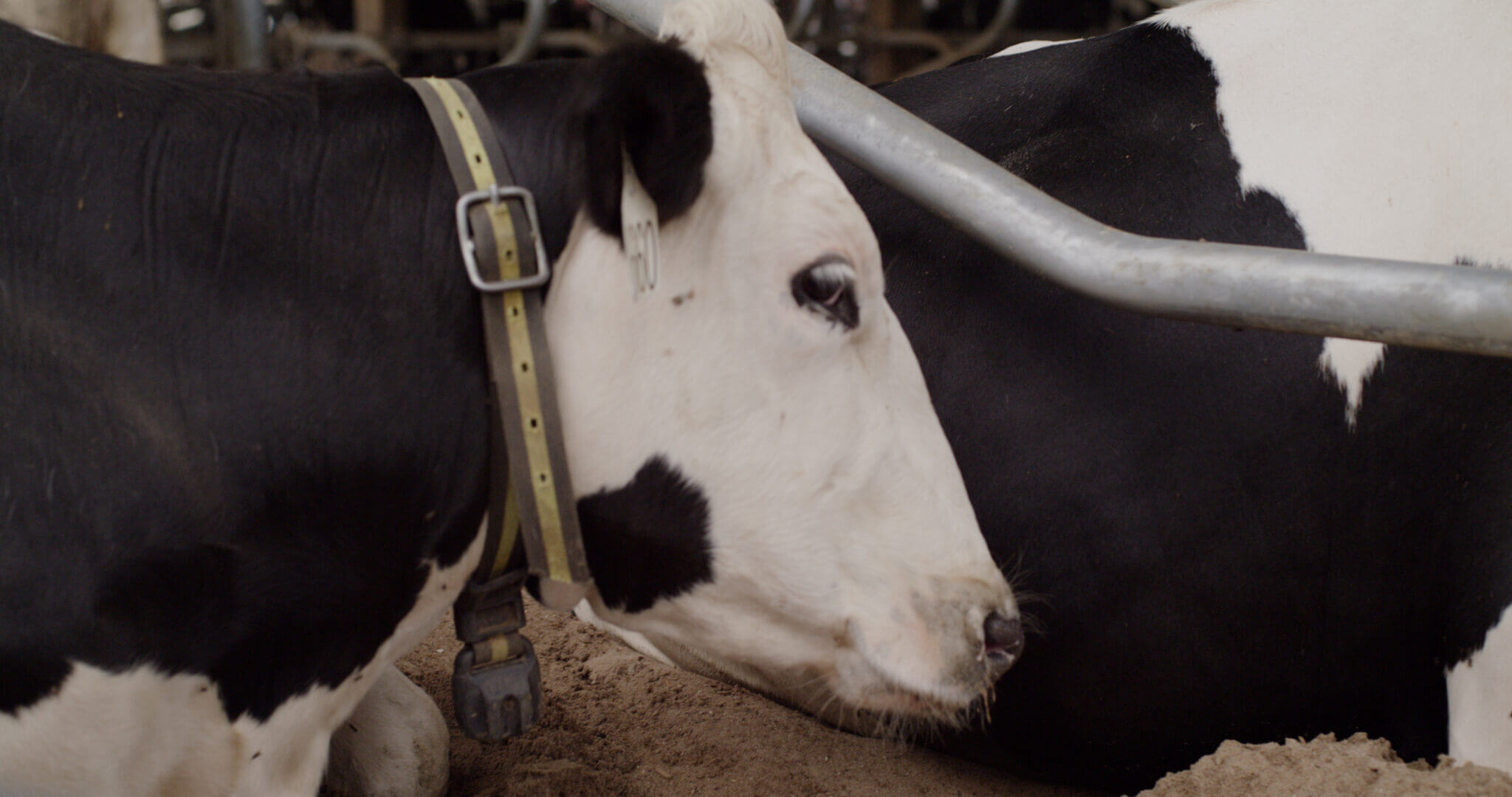 Cows Have a Methane Problem. Dairy Farmers are Hoping New Innovations ...