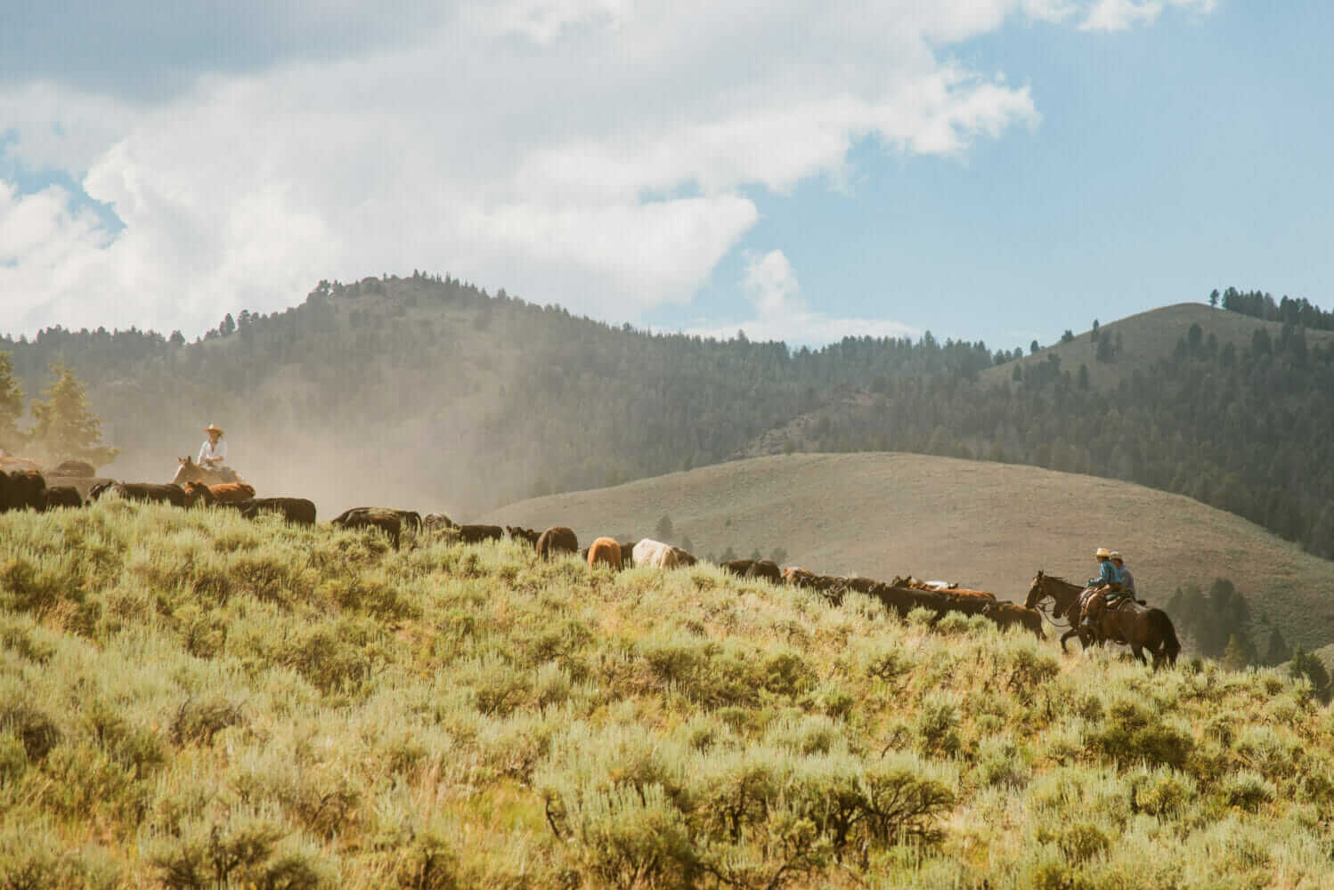 Wary of Wolves, Some Western Ranchers Are Returning to Life on the ...