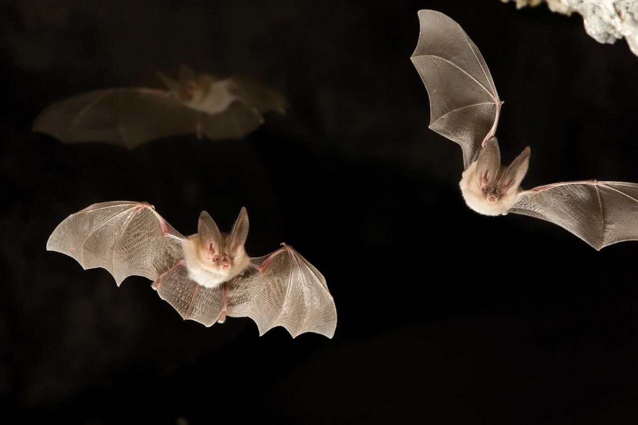 Over Half of Bat Species Are At Severe Risk - Modern Farmer