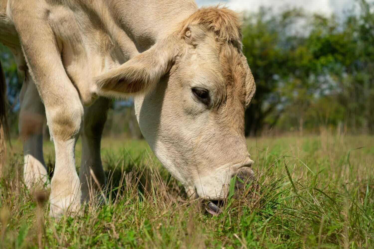 Impulse Chickens and Trendy Goats: The Pitfalls of Modern Homesteading ...