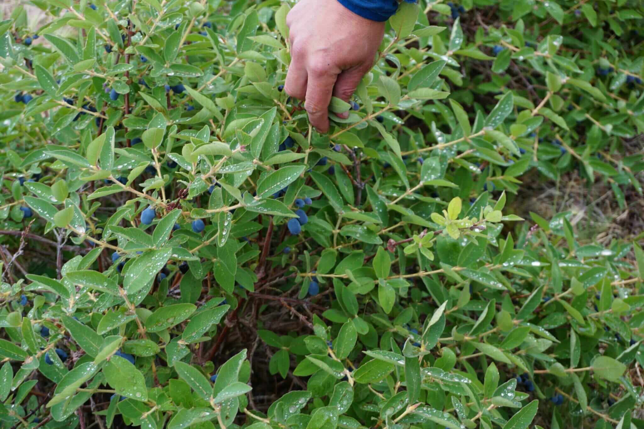 How the Haskap Berry Survives Arctic Temperatures - Modern Farmer