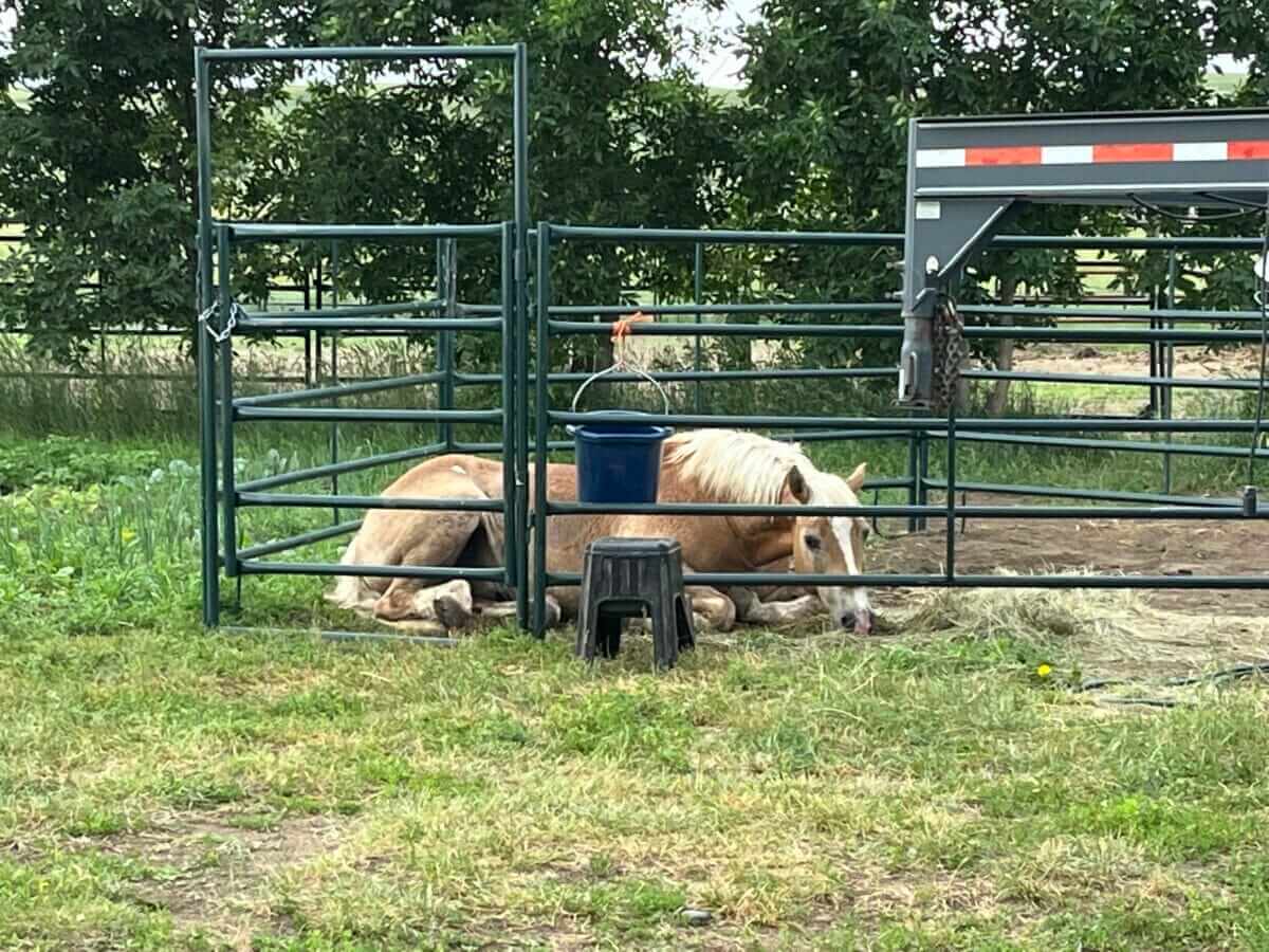 Kill Pen Scammers are Preying on Horse Lovers - Modern Farmer