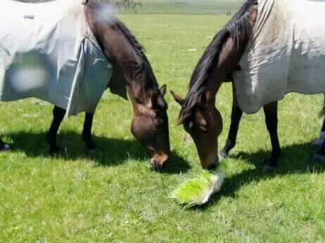 Could Hydroponic Fodder Solve the West’s Water Woes? - Modern Farmer