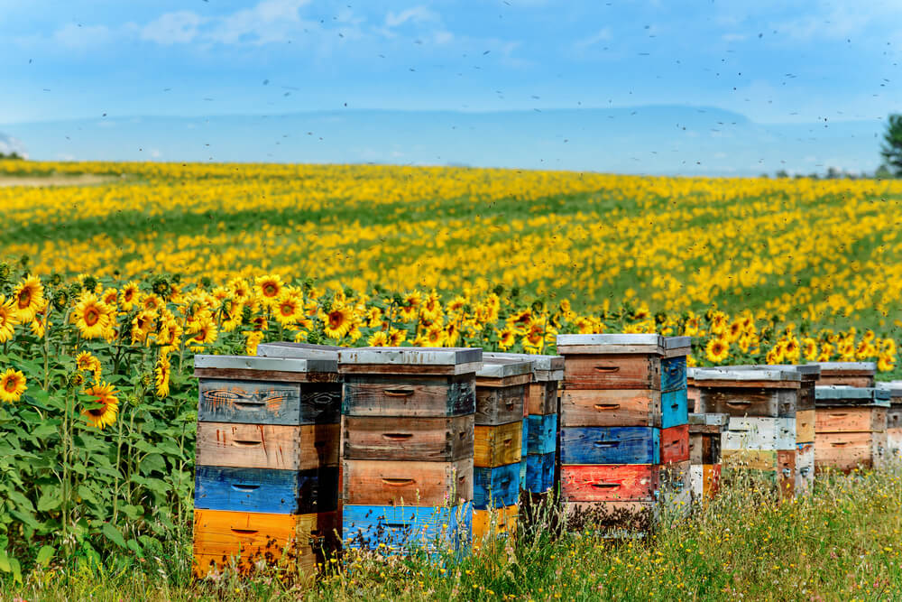 Six Months on the Road: Inside the World of Migratory Beekeeping ...