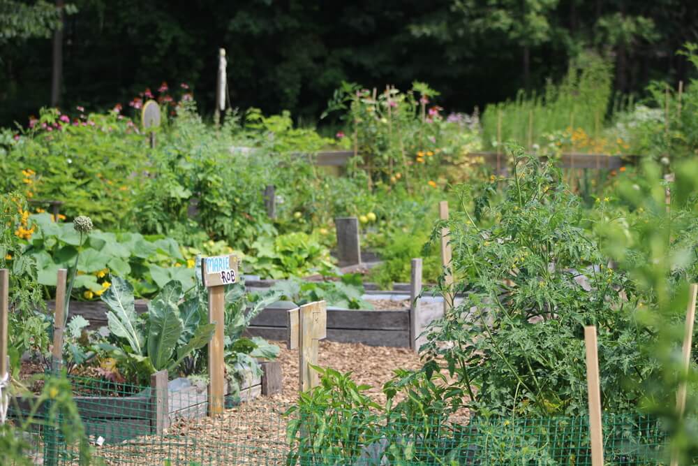 Food Costs are Still Sky High. Communal Gardening Could Help - Modern ...
