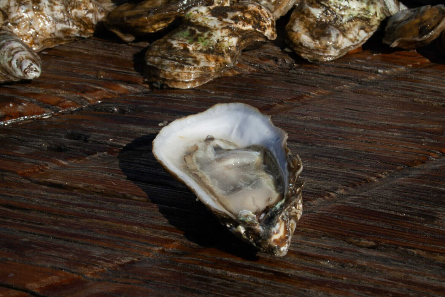 Harvesting Shellfish? Get the App - Modern Farmer