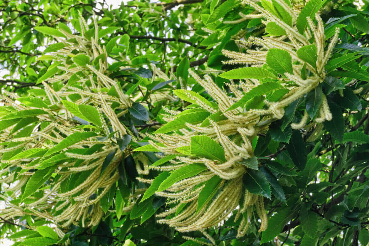 The American Chestnut Tree is Coming Back. Who is It For? - Modern Farmer