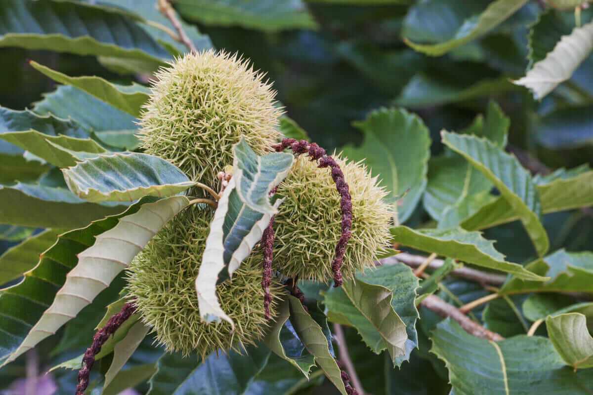 The American Chestnut Tree is Coming Back. Who is It For? - Modern Farmer