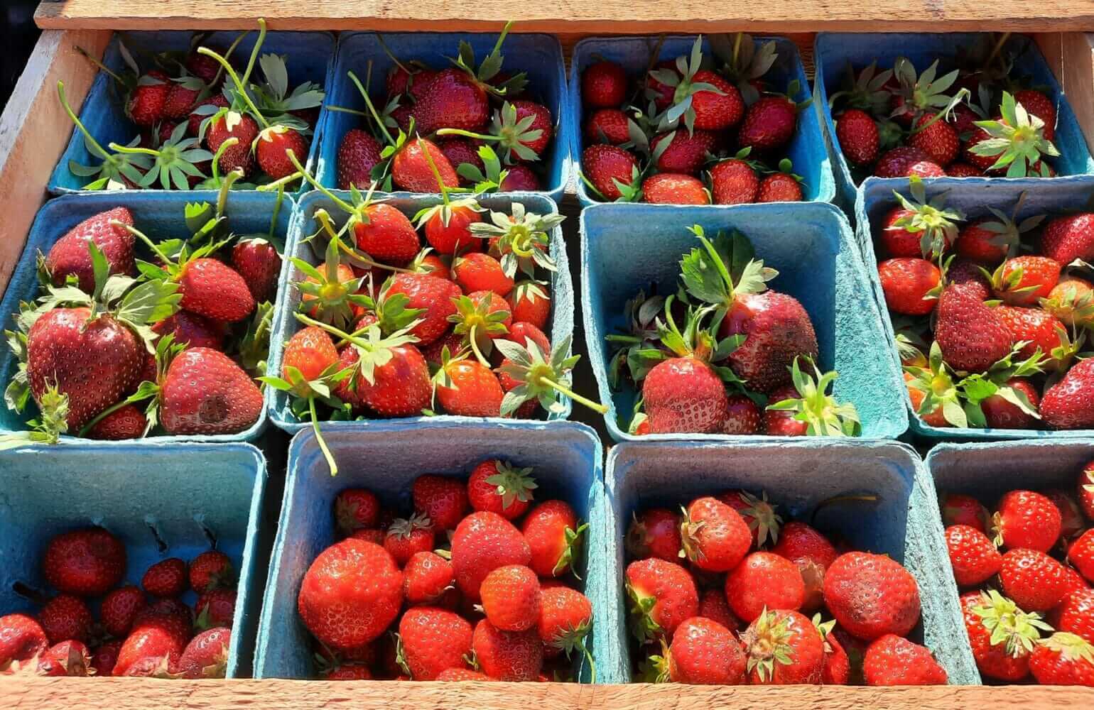 The Goldilocks Zone Needed to Keep Strawberry Fields Forever - Modern ...