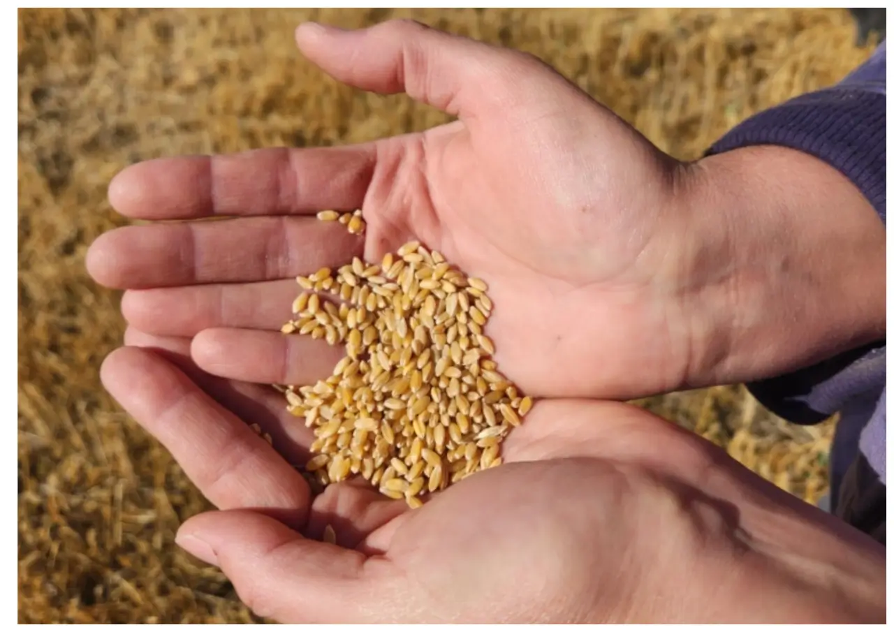 How Should Gene-Edited Seeds be Regulated? - Modern Farmer