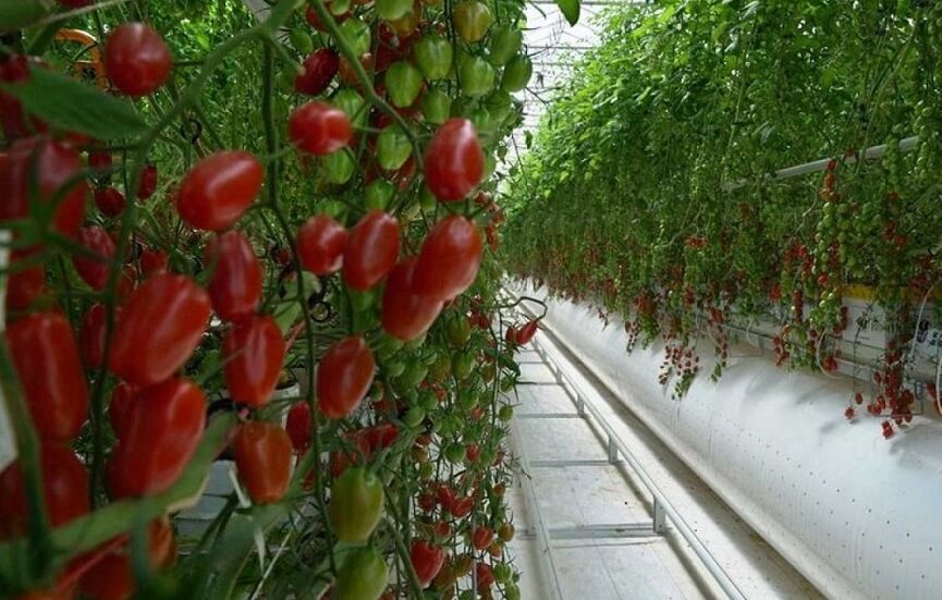 Could Salt Water Be the Solution to Future Irrigation Woes? - Modern Farmer