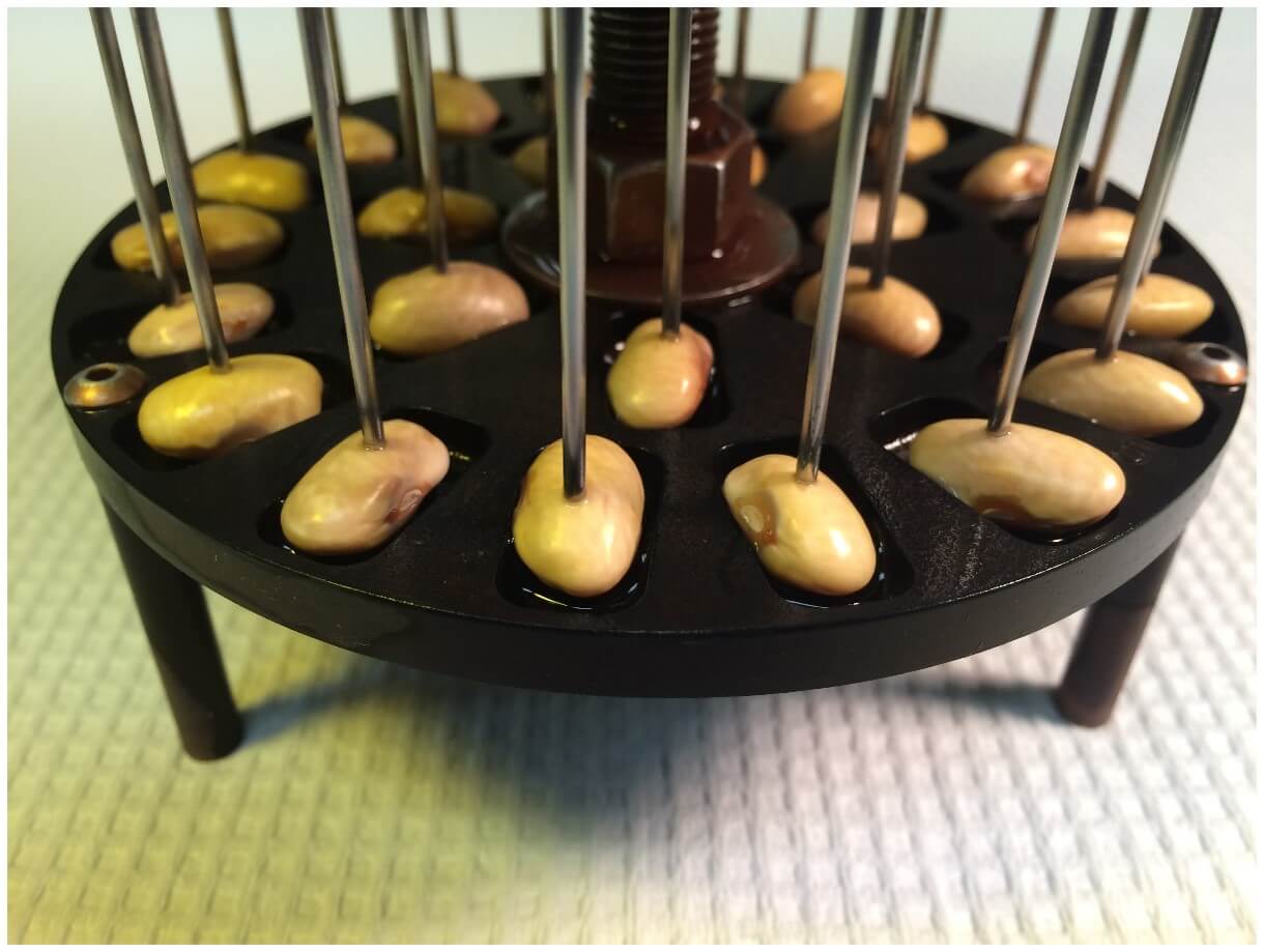 Will Yellow Beans Become the Next Superfood? - Modern Farmer
