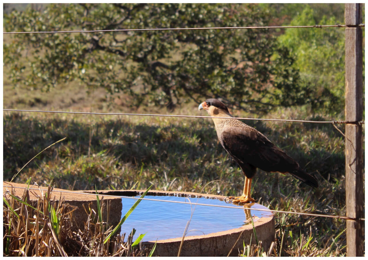 Birds are Vulnerable to Heat Stress, Even on Farms - Modern Farmer