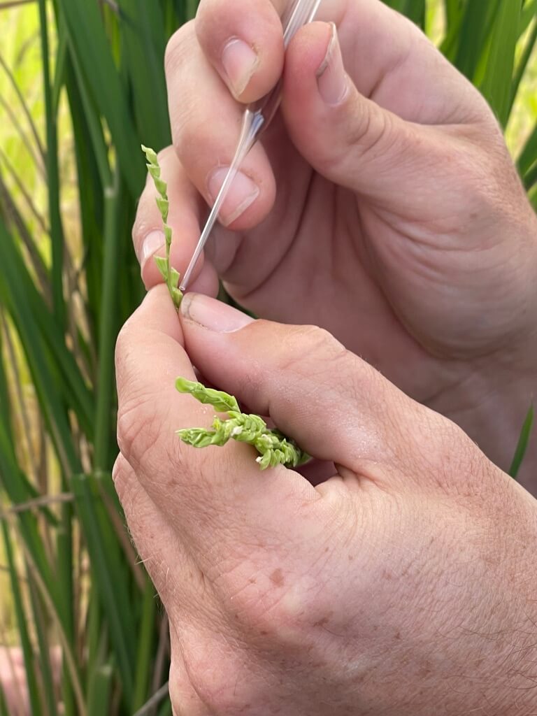 What Will Become of Rice? - Modern Farmer