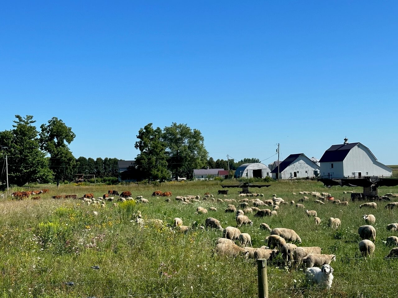 On the Ground With the Midwest Farmers Going All-In On Agroforestry ...