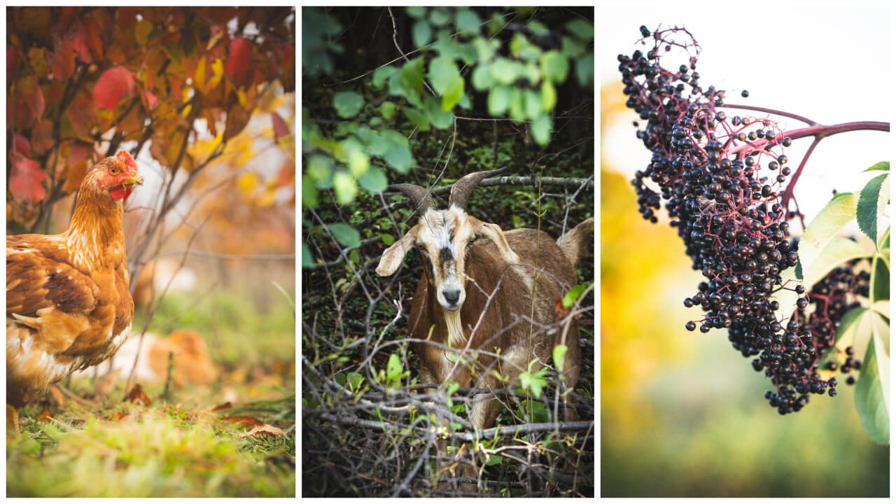 On the Ground With the Midwest Farmers Going All-In On Agroforestry ...
