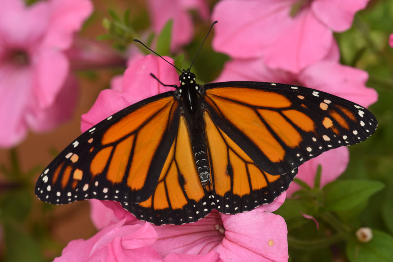 Pollinator Habitat is Falling to the Side of the Road—in a Good Way ...