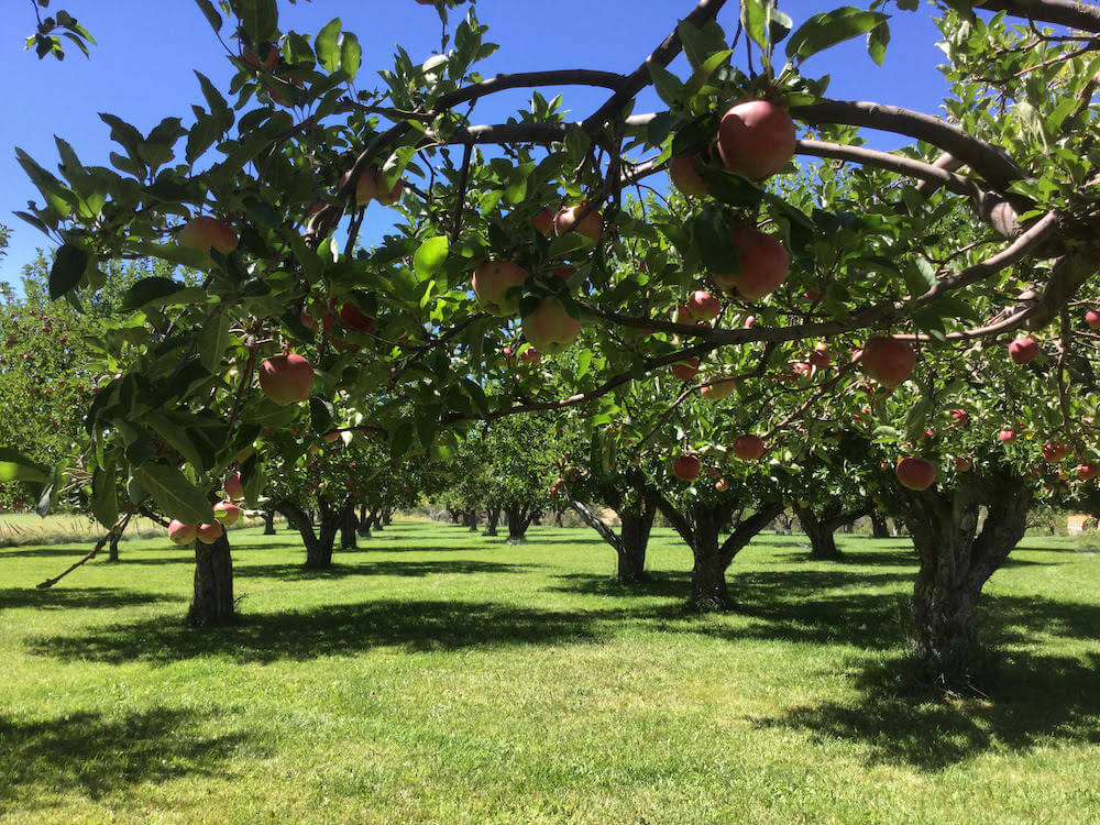 Making Old Orchards New Again - Modern Farmer