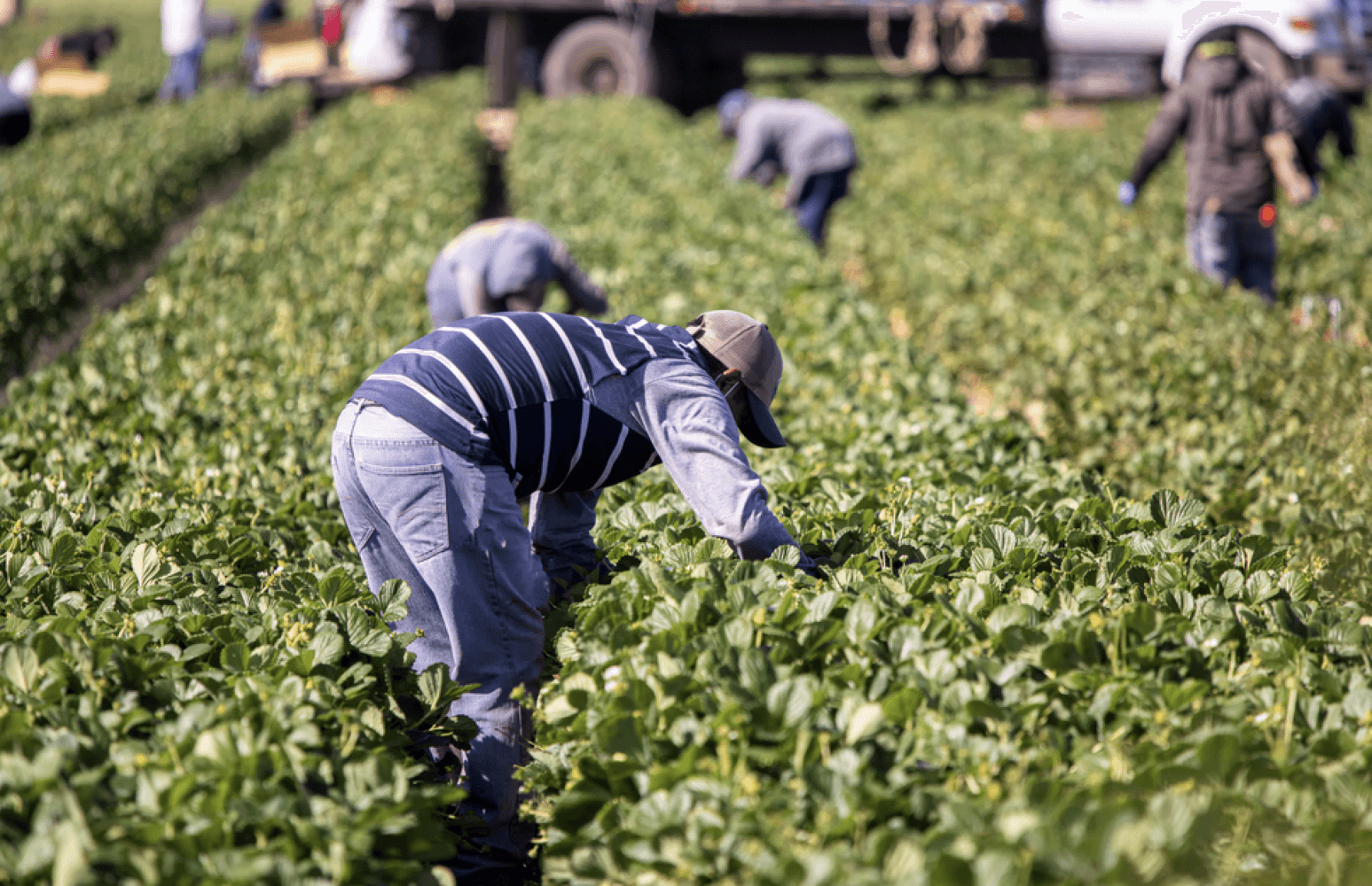 Farmworkers Cannot Wait for OSHA to Adequately Protect Them From Heat ...